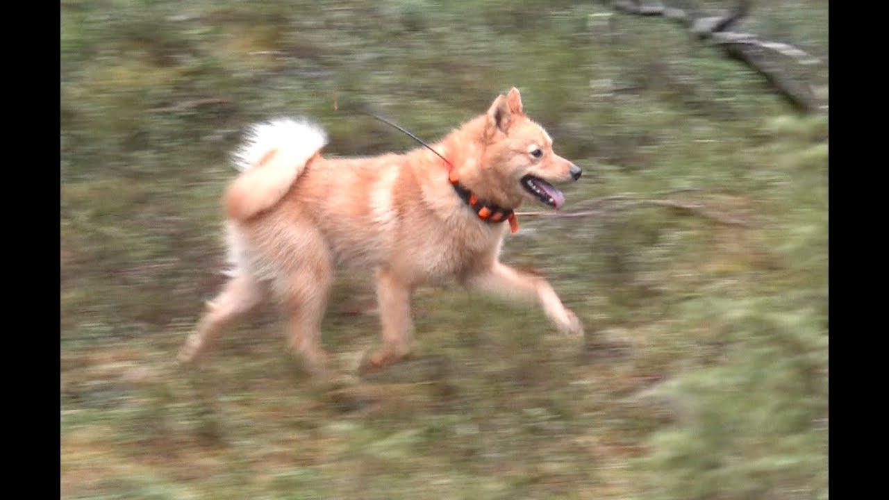 Nuori pystykorva mehtomailla - YouTube