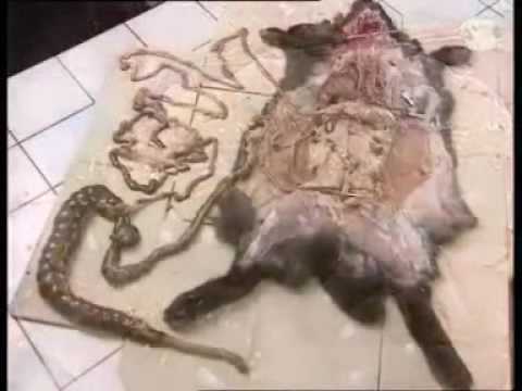 lapin appareil digestif - YouTube