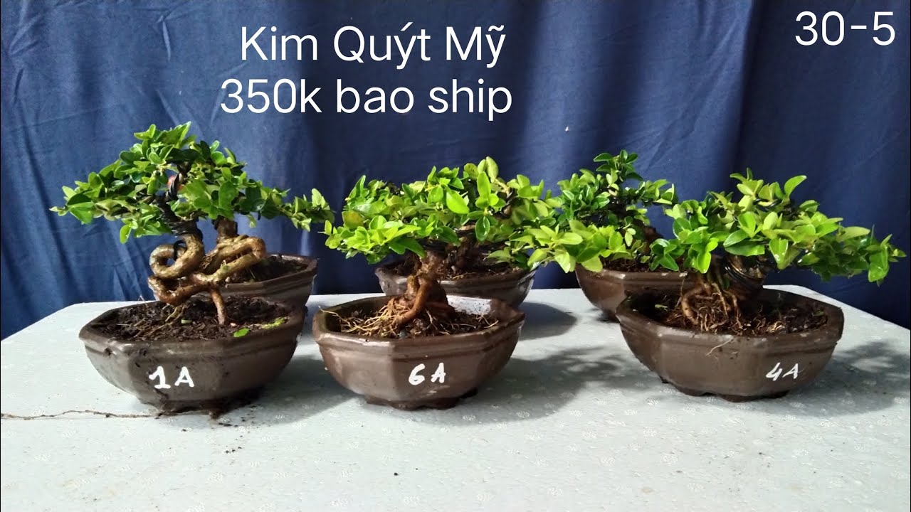 Kim Quýt Mỹ mini 350k bao ship giao lưu #zalo0338641796 - YouTube