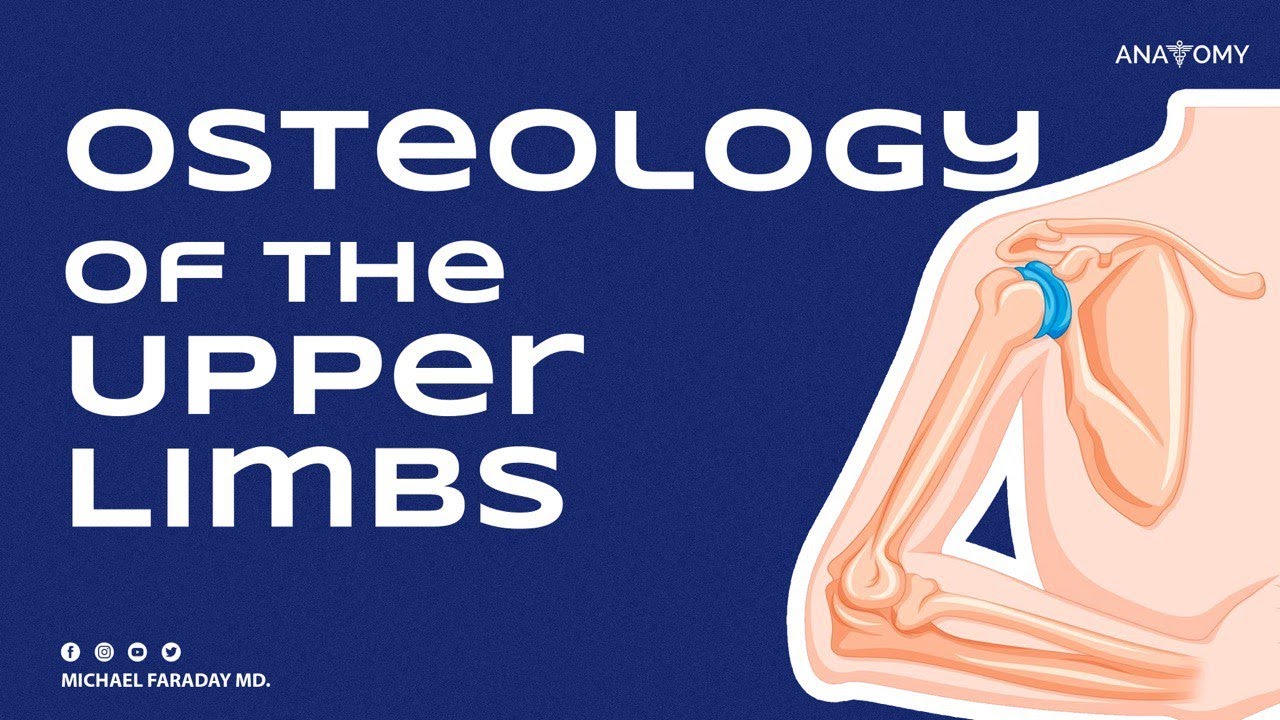 OSTEOLOGY OF THE UPPER LIMB - YouTube