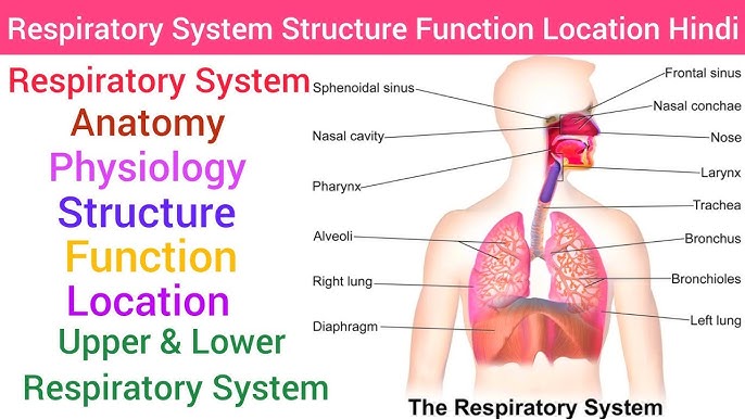 The Respiratory System Diagram Structure Function