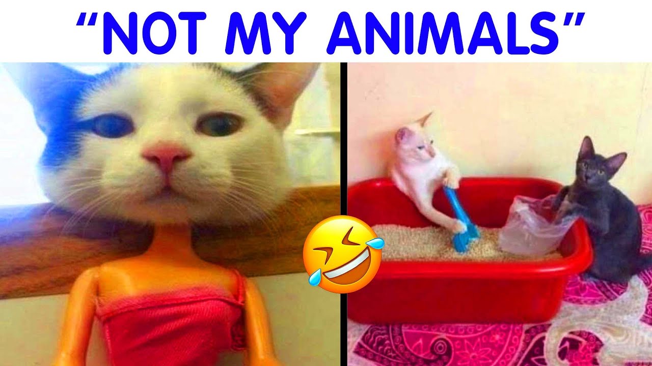 ‘Not My Animal’: Animal Pics That Just Don’t Make Any Sense (PART 1 ...