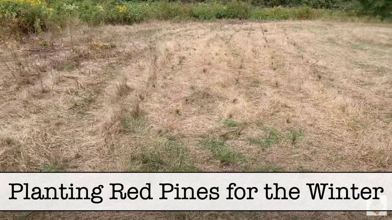 Planting the Red Pines for Winter Sept 6, 2020 - YouTube