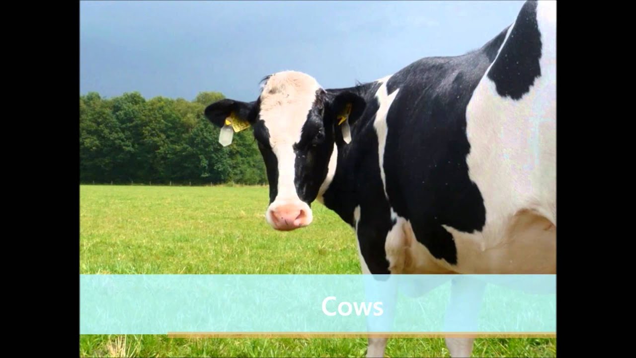 Some typical Dutch things - YouTube