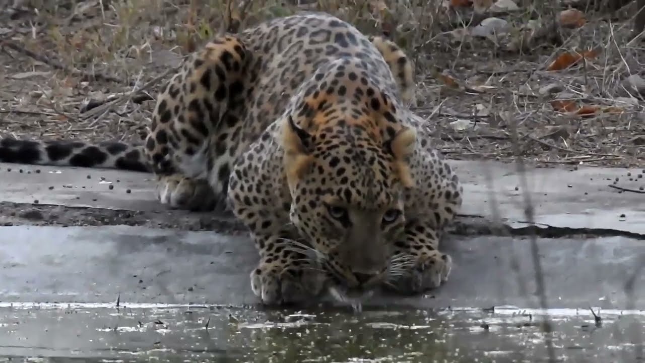 leopard a water,leopard in water,leopard pool,leopard a water animal ...