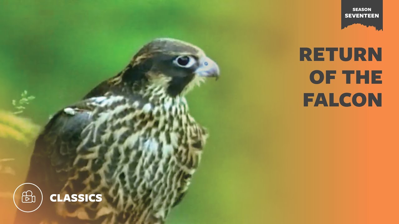 Return of the Falcon | Mutual of Omaha's Wild Kingdom - YouTube