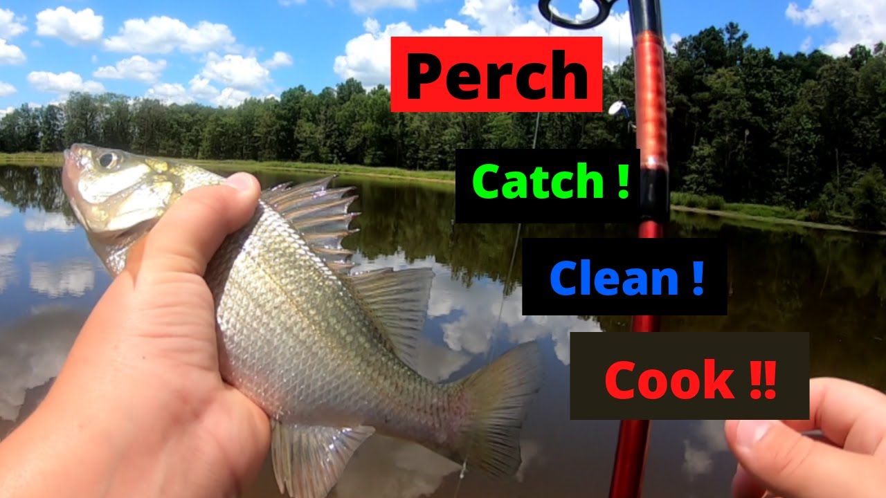 White Perch CATCH/ CLEAN/ COOK [ AMAZING!! ] - YouTube