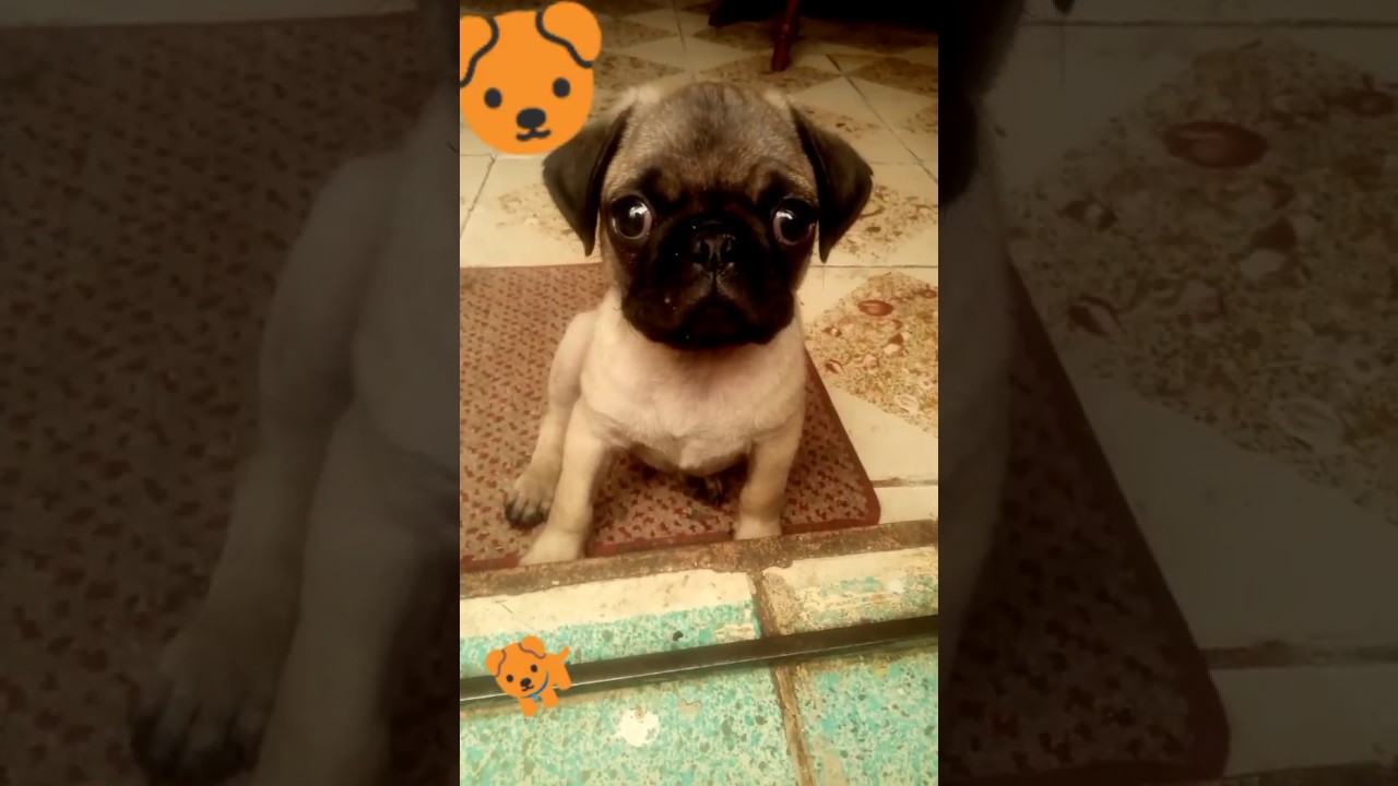 Pug - YouTube