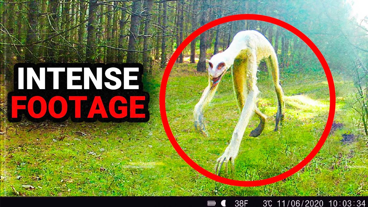 Disturbing Trail Cam Footage You Won't Believe Exists (2023) - YouTube