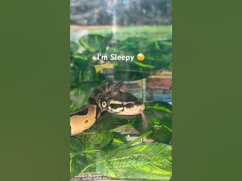 Rex, The Ball Python feeling sleepy… Yawning 🥱 😴 #viralvideo # ...
