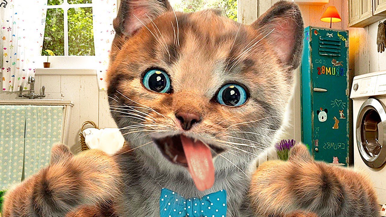 LITTLE CAT STORY - LITTLE KITTEN MY FAVORITE CAT NEED A HOME- EDUCATION ...