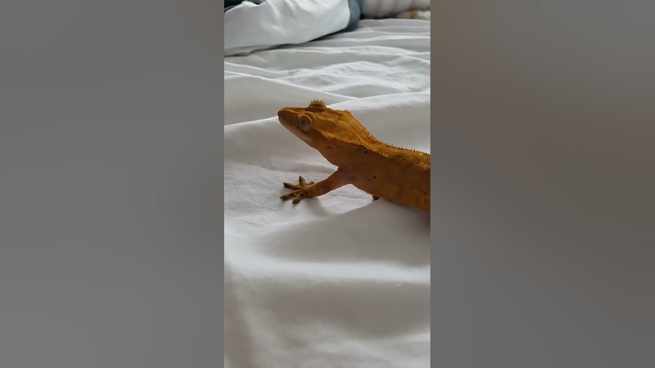 My crusted geko - YouTube
