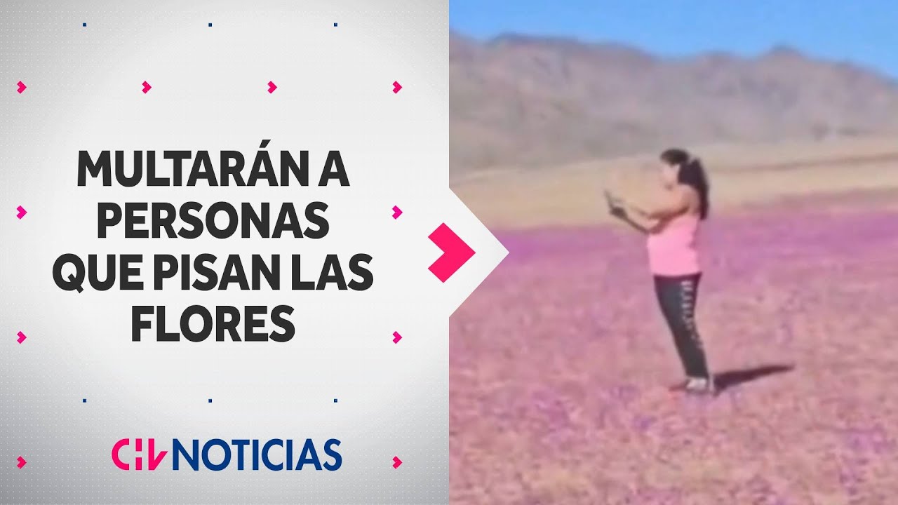 INDIGNACIÓN causa video que pisó flores del Desierto Florido: Multarán ...