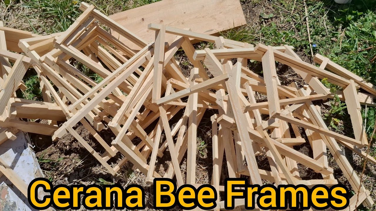 Cerana Bee frames ||Apis Cerana Bees ||Beekeeping kashmir ||Scientific ...