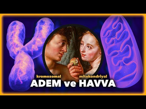 Biyolojinin Gerçek Adem ve Havvası ile Tanışın!  Hepimiz Akraba mıyız?