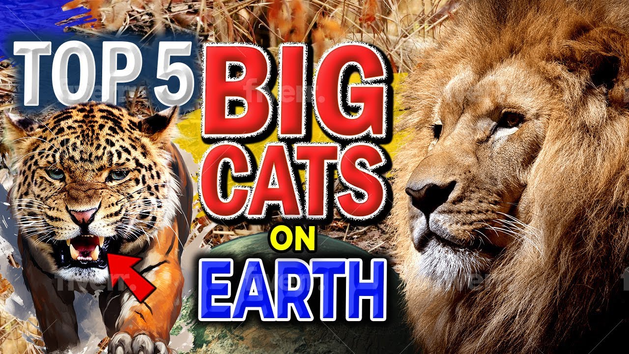 Top 5 Badass Big Cats on Earth - YouTube