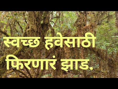Biodiversity of oxygen tree.life in jungle .आँक्सिजन शोधणारी चमत्कारिक ...