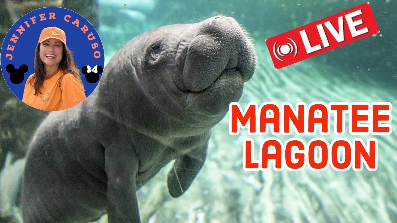 🔴LIVE Manatee Lagoon West Palm Beach Florida - YouTube