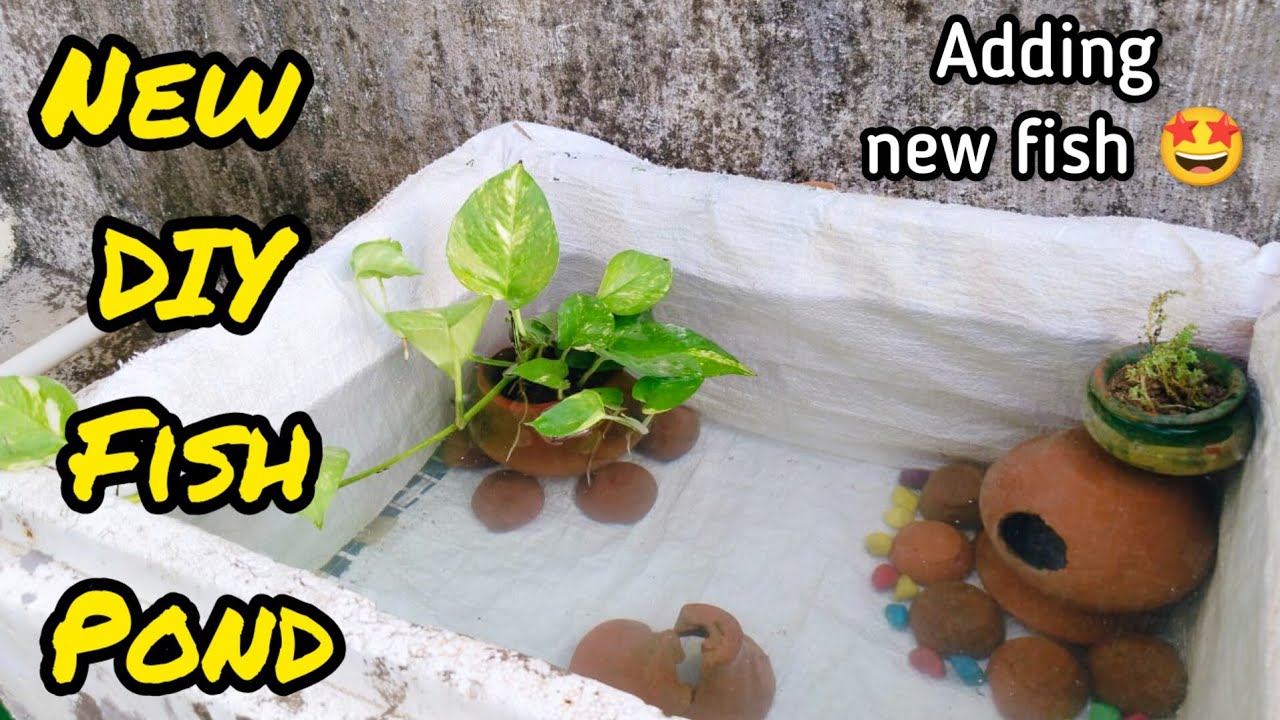 Adding New Fish 🤩New DIY Outdoor fish Tank | fish tank setup ideas ll ...