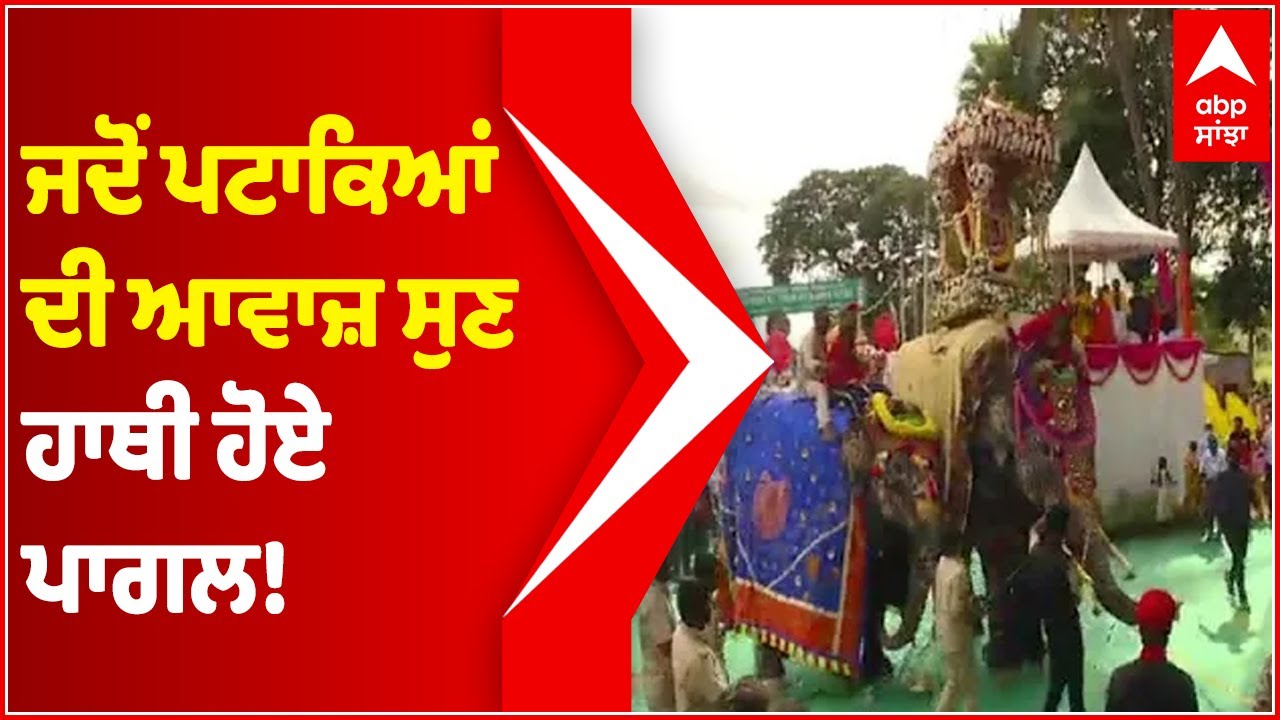 Elephant panics on sound of firecrackers during Dasara celebrations in ...