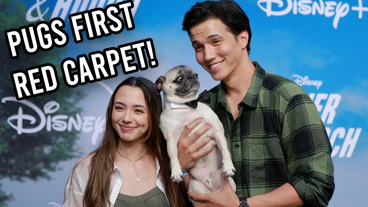 Our Pugs First Time On The Red Carpet! - YouTube