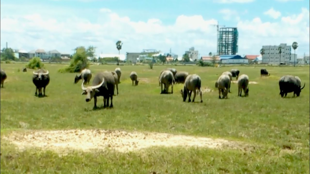 Buffalo Videos with Buffalo Sounds Amazing Buffaloes Buffalo - YouTube