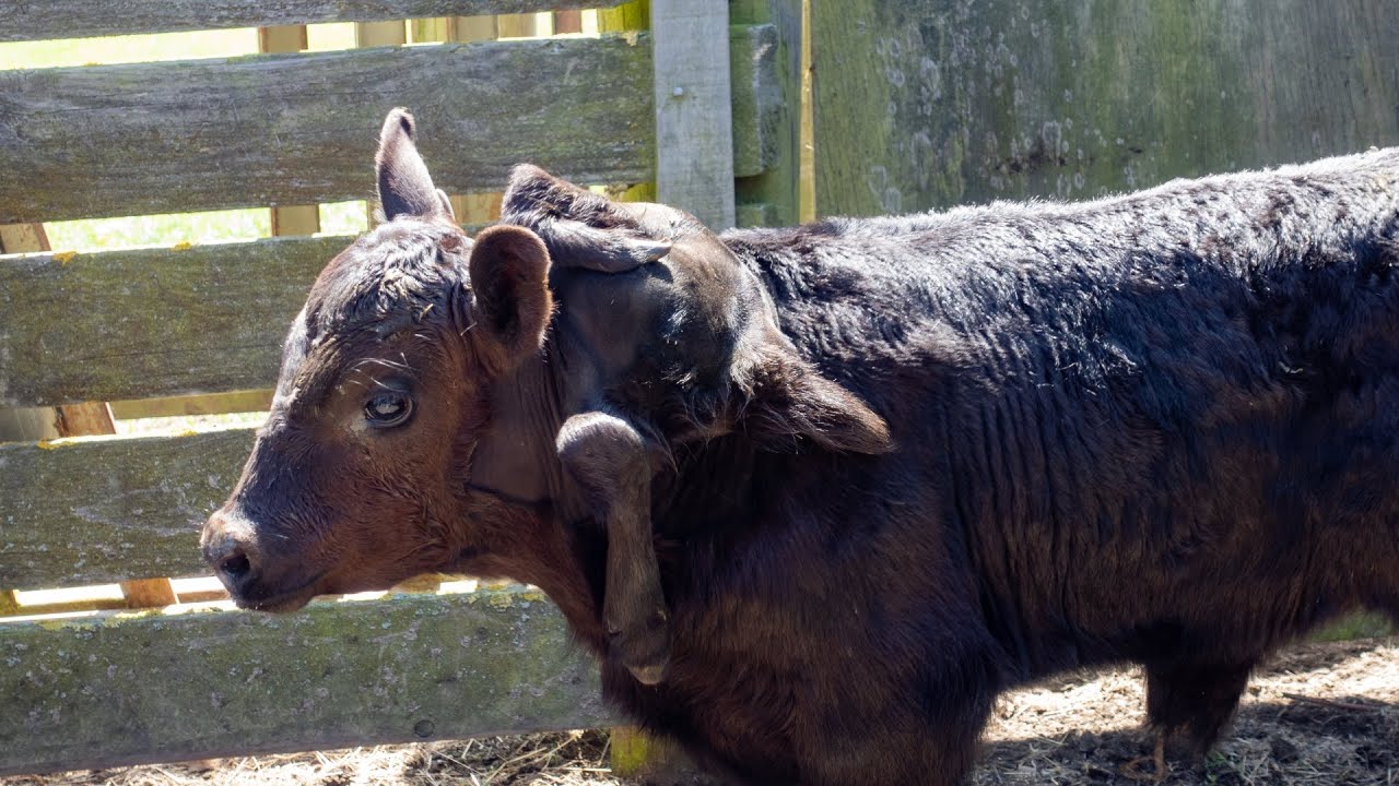 A case of a calf born with extra legs - YouTube