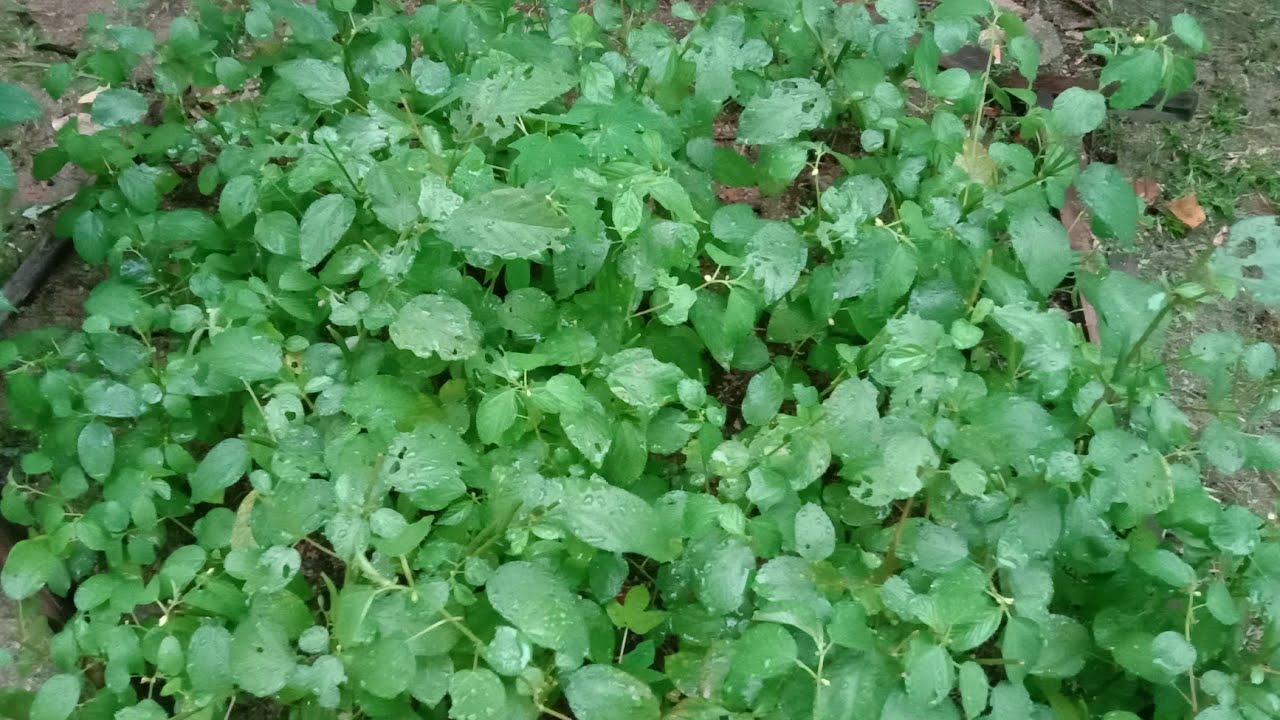 Planting Jute leaves / SALUYOT / Pure Organic / Healthy Green Leavy ...