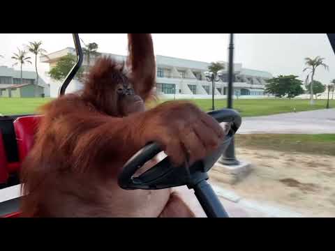Orangutan driving golf cart - YouTube