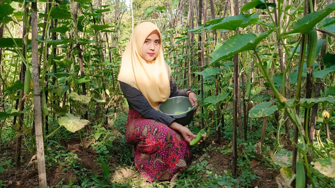 SERU!!! PANEN SAYURAN DIKEBUN BARENG TEH ANI JANDA DESA CANTIK RAMAH ...