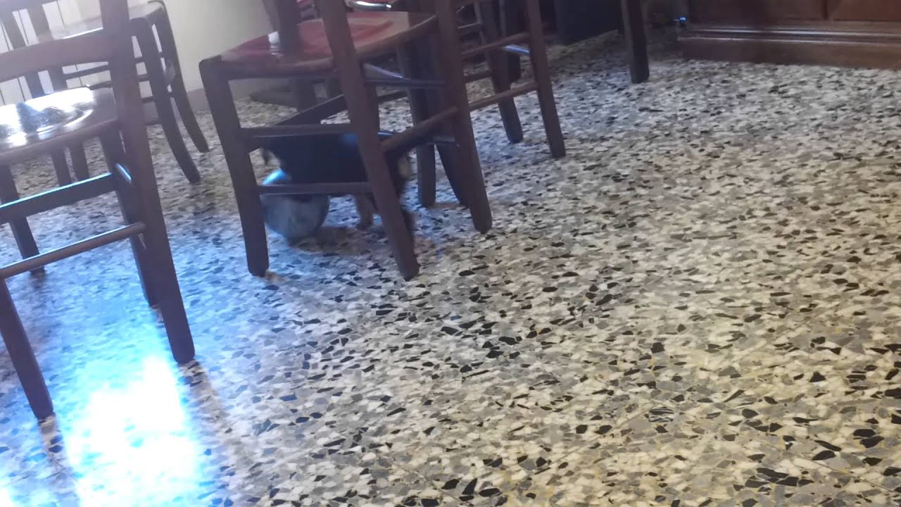 Piccolo tenero Elios! - YouTube