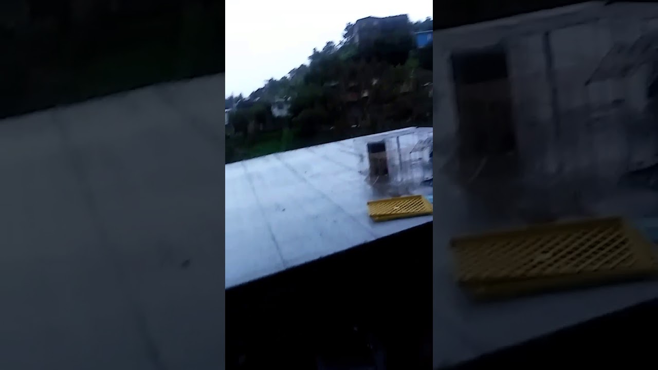 Cat doing pull ups - YouTube