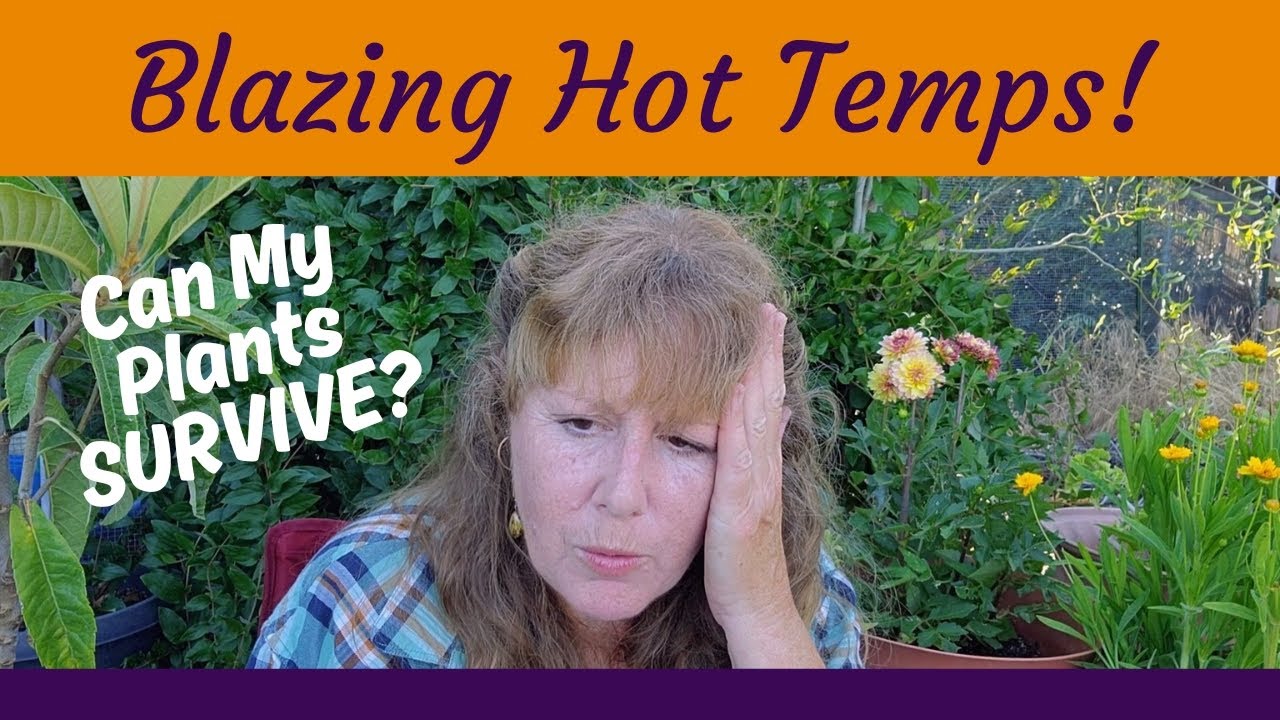 EXTREME HEAT Gardening ~ 7 Ways to Keep Your Garden Happy in High Temps ...