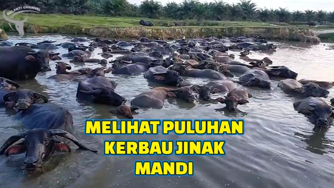KERBAU JINAK LAGI MANDI HABIS MERUMPUT - YouTube