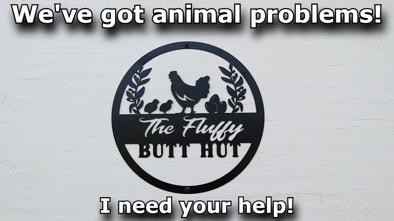 HELP! We have animal problems! #822 - YouTube