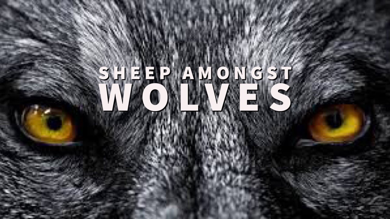Sheep Amongst Wolves - YouTube