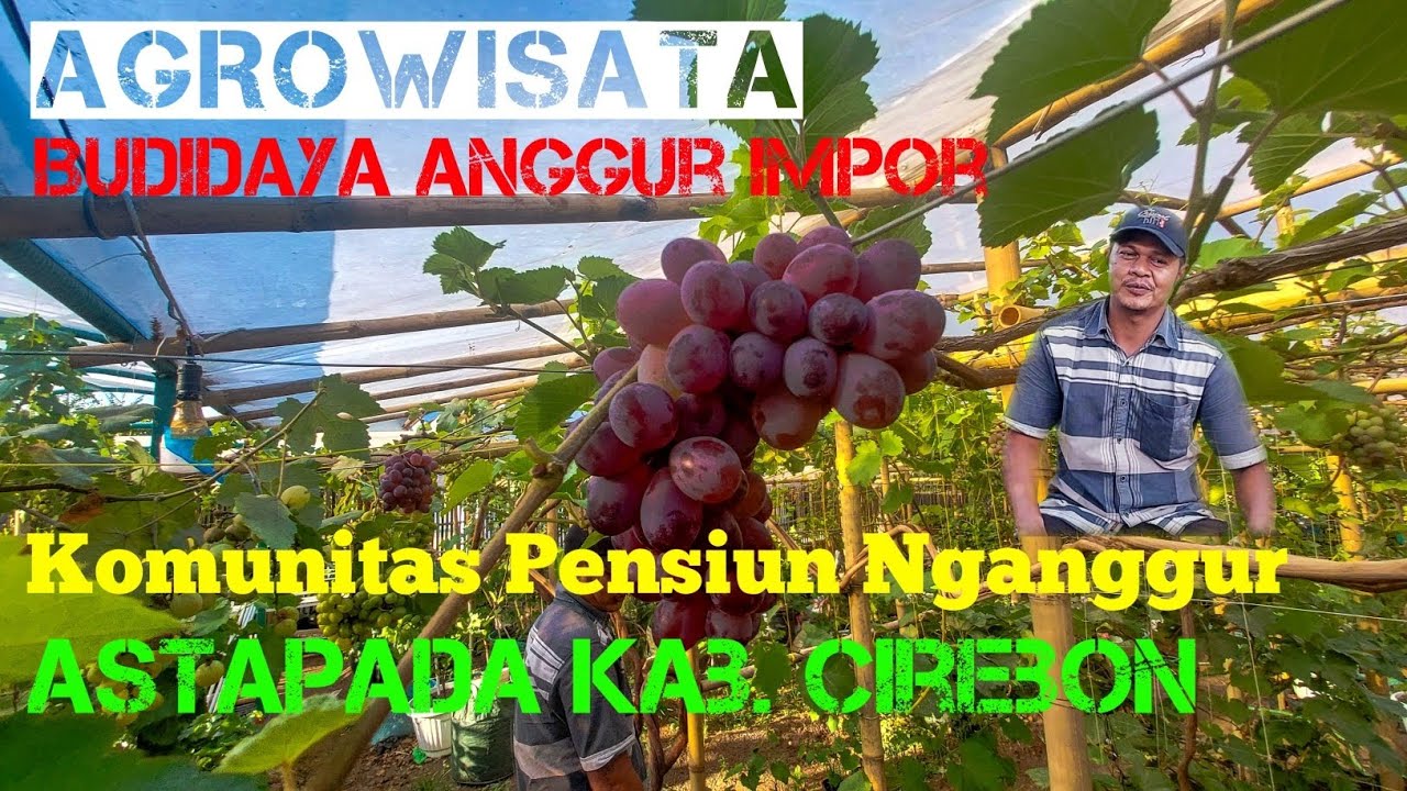 Agrowisata, Budidaya Anggur Impor Bersama Komunitas Pensiun Nganggur ...