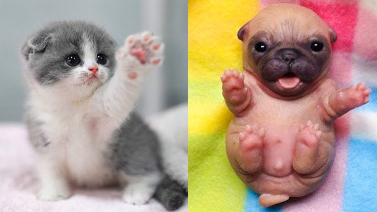 Baby Animals 😍 Funny Cats and Dogs Videos Compilation (2020) Cutest ...