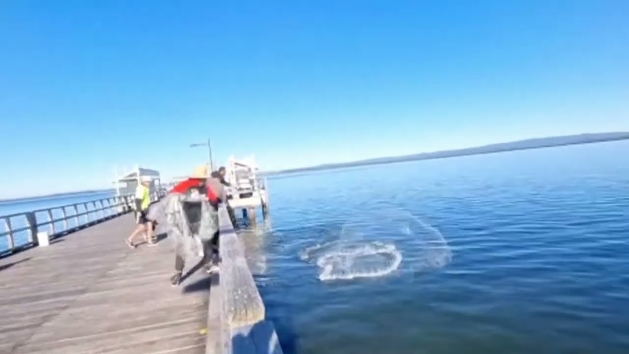 Redcliffe Fishing I Cast netting for Big Mullets - YouTube