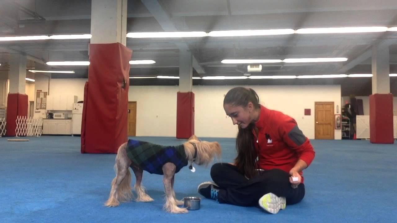 Dog Training: Teach Your Dog To Station Pt. 1 - YouTube