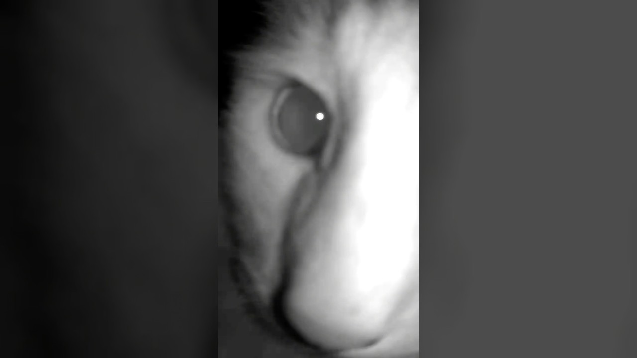 We interrupt your program with a message from Meister - YouTube