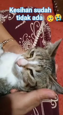 Kucing Bombastic Side Eyes 😂 #kucing #viralshorts #fypシ゚viral #shorts # ...
