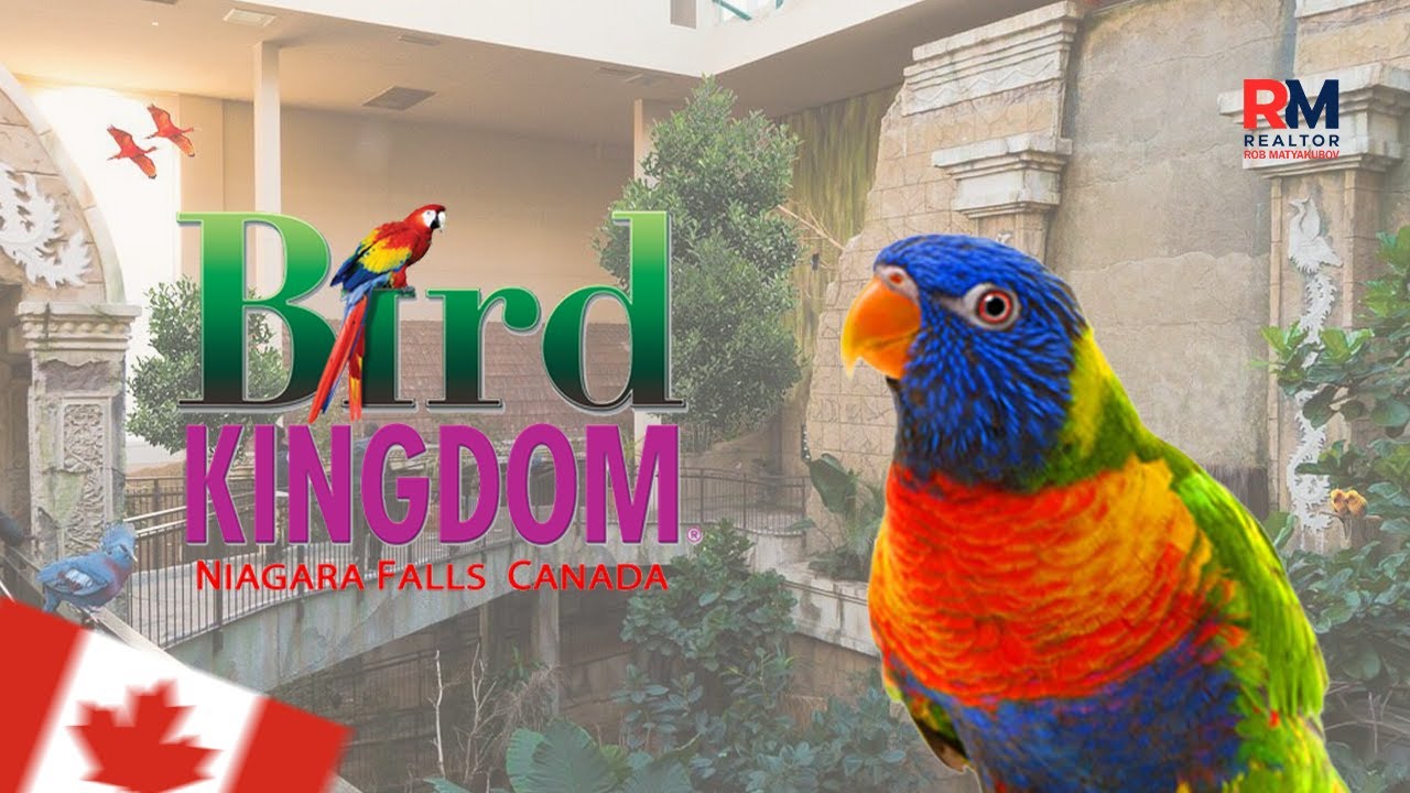Bird Kingdom in Niagara Falls | Rob Matyakubov - YouTube