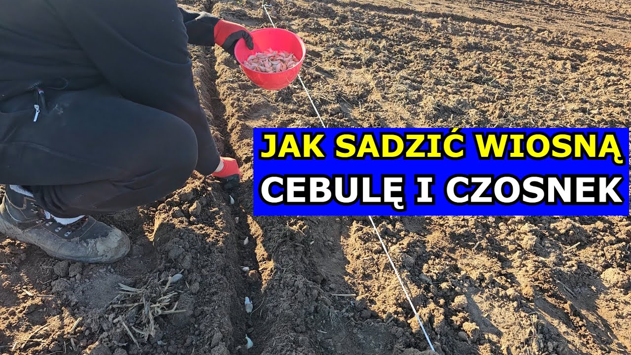 Jak sadzić Cebulę i Czosnek WIOSNĄ. Sadzenie Cebuli Dymki i Czosnku ...