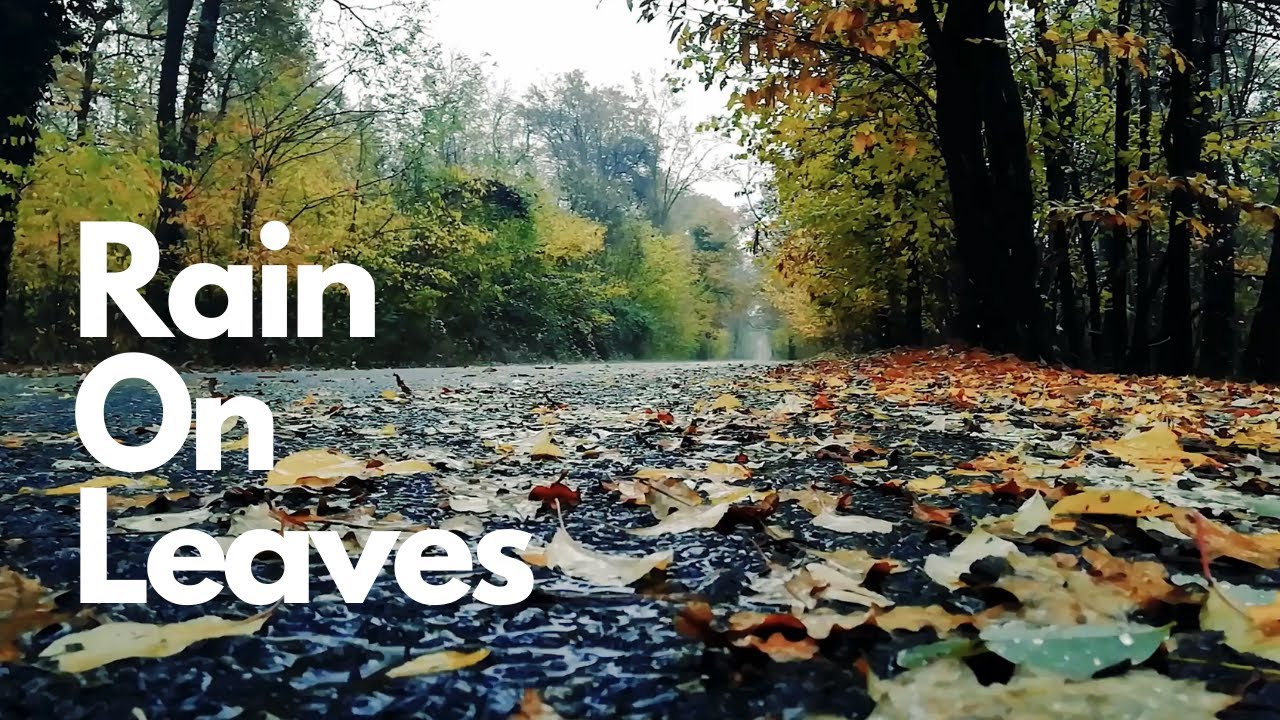 6 Hours of Light Rain with Plops on Leaves | Calming Rain Sounds for ...