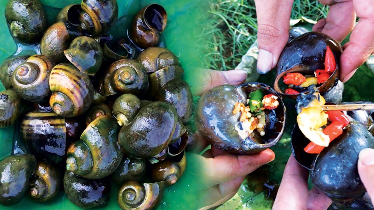 Catching Snail - Cooking delicious Snail in forest - Eating delicious ...