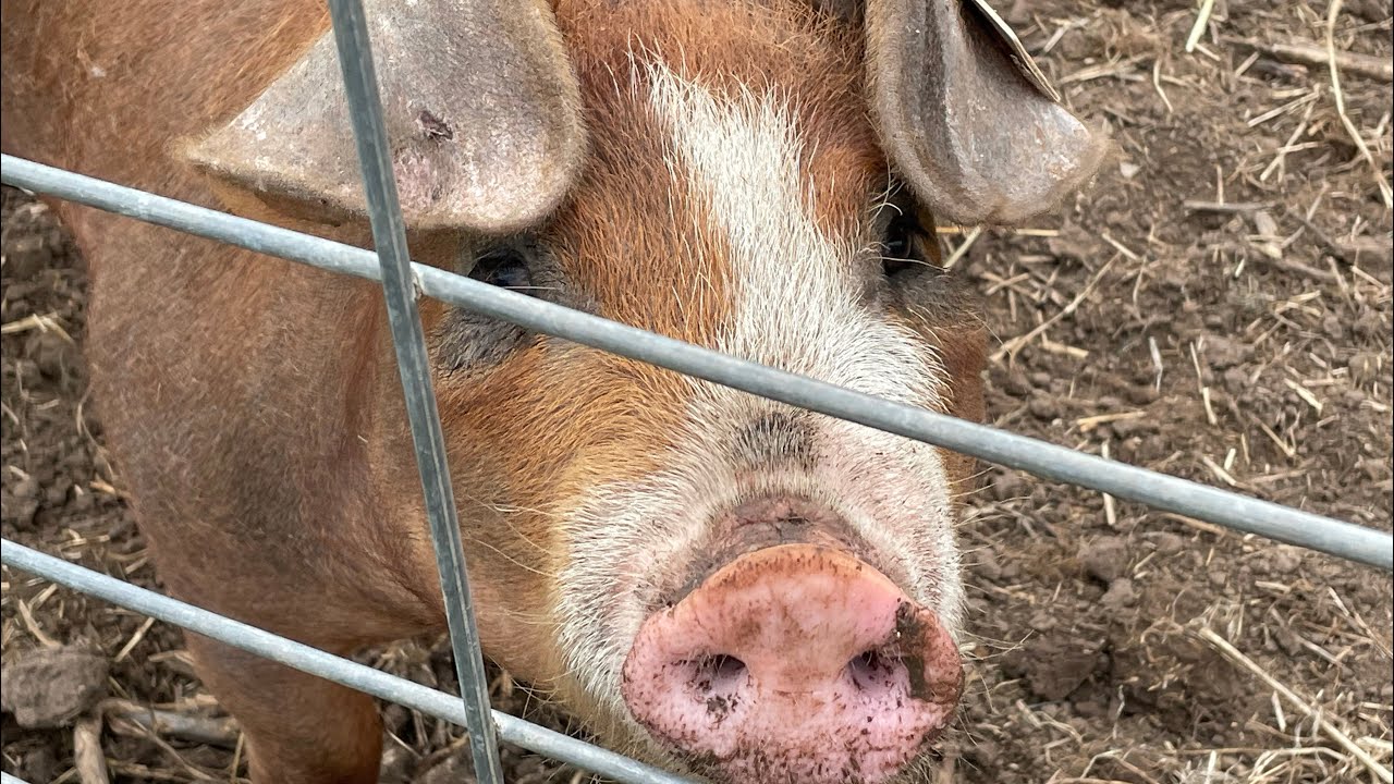 How To Worm A Pig The Easy way! - YouTube