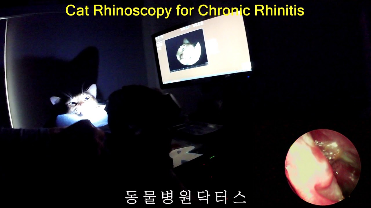 Cat Rhinoscopy Nasal endoscopy 만성 비염 고양이 코내시경 검사 - YouTube