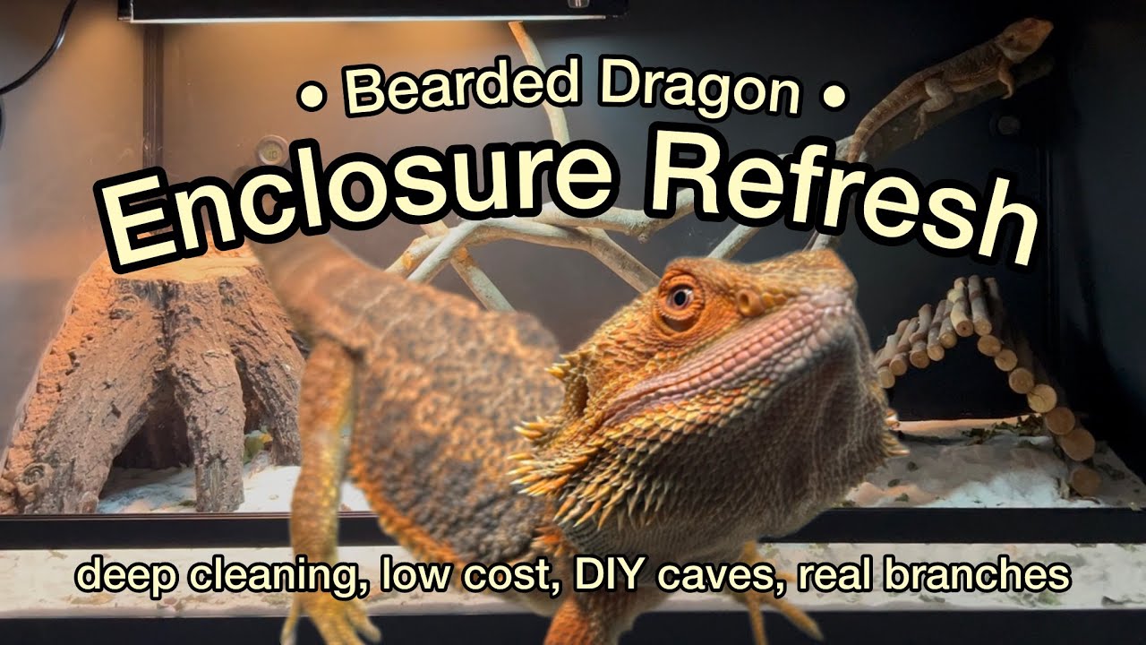 Clean and update Cheetos enclosure - DIY caves with excavator clay ...