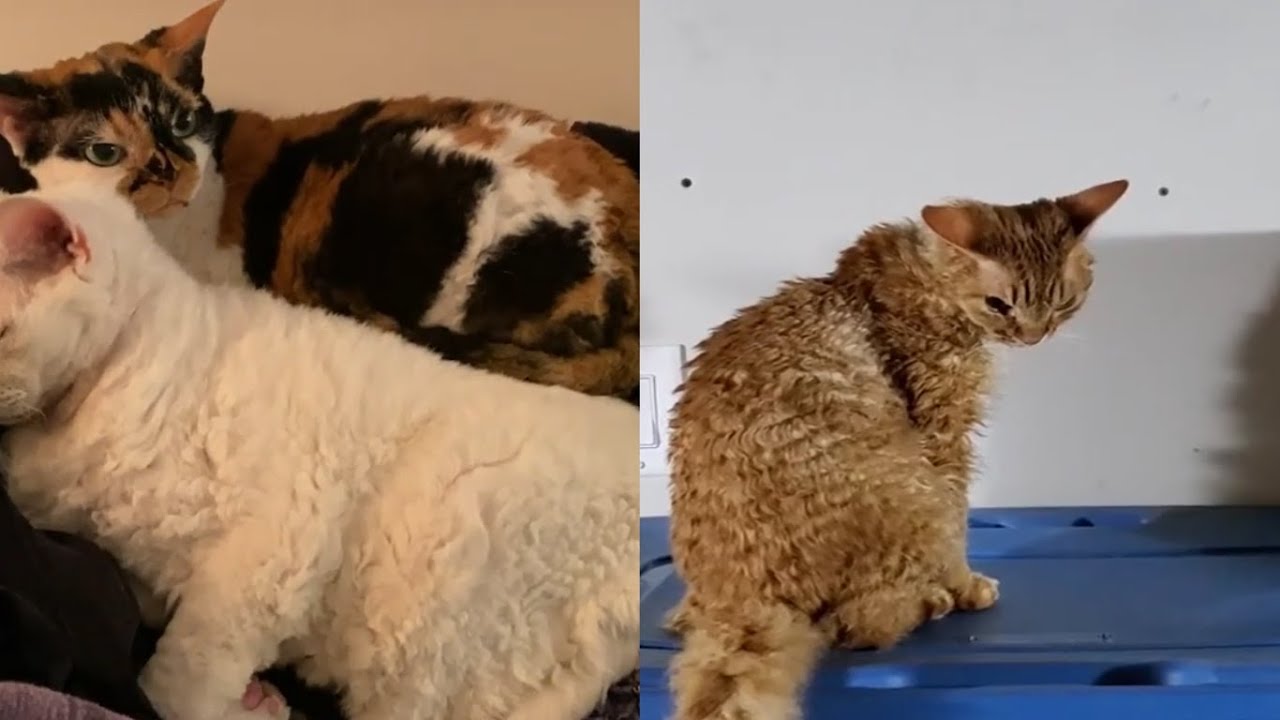 CUTE DEVON REX CAT MOMENTS - YouTube